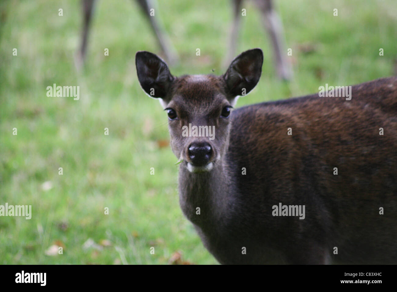 Le cerf de Sika face à la tête de la caméra et le haut du corps pris à ...