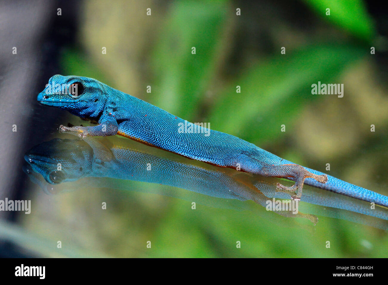 Williams nain gecko Banque de photographies et d’images à haute ...