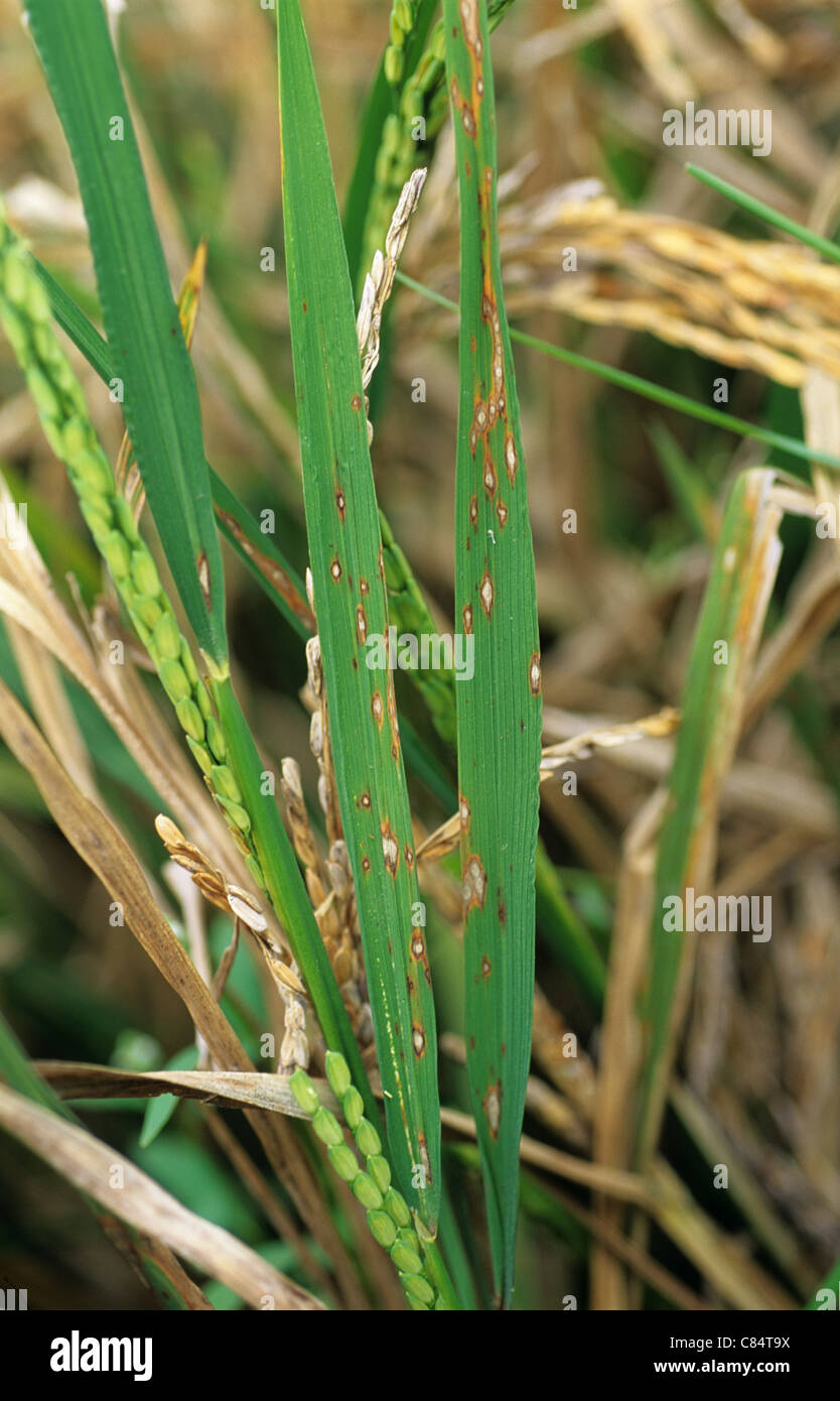 Feuilles de riz Pyricularia grisea (BLAST) lésions et dommages sur les ...