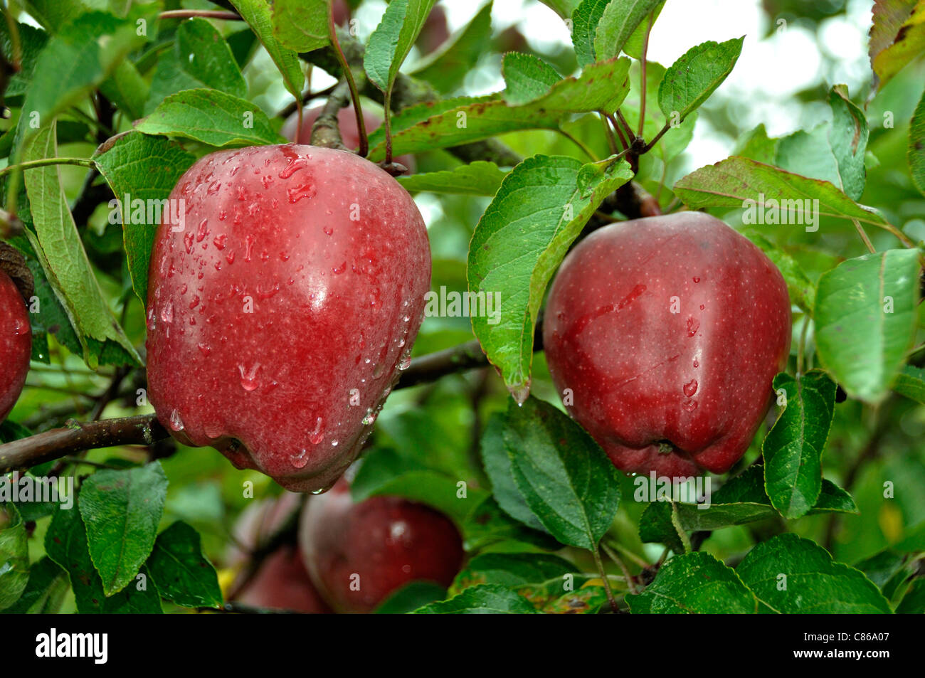Les pommes Starkinson en fruits, sur l'arbre, dans le jardin (Malus ...