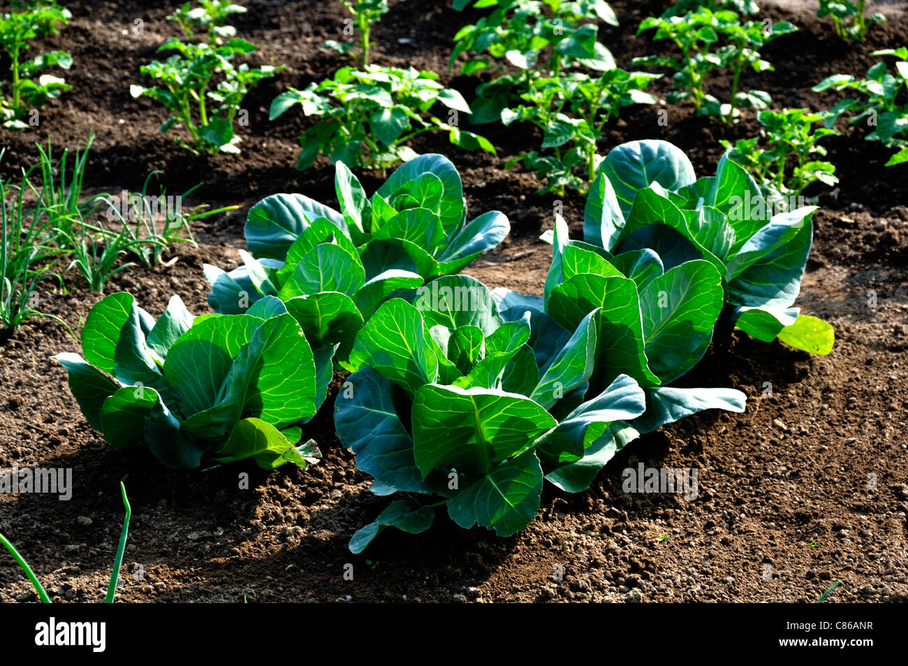 Choux cabus pointus Banque de photographies et d’images à haute ...