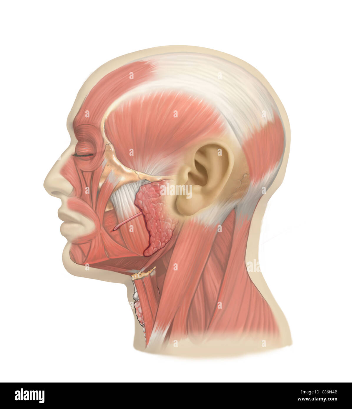 Anatomie tete et cou Banque de photographies et d’images à haute ...