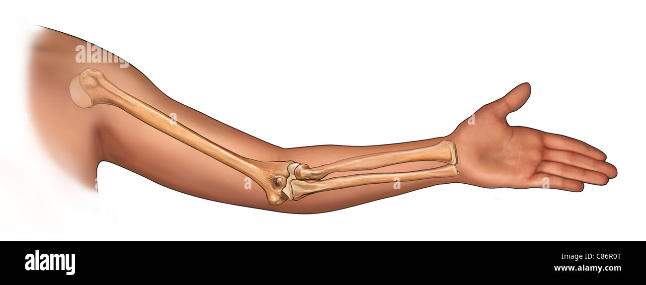 Radius ulna forearm Banque de photographies et d’images à haute ...