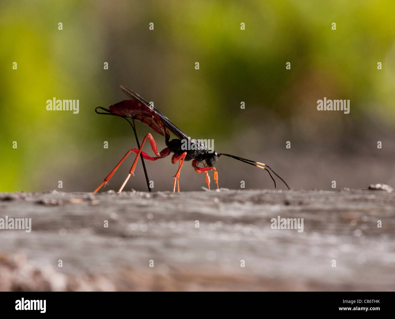 Commandant ichneumon Banque de photographies et d’images à haute ...