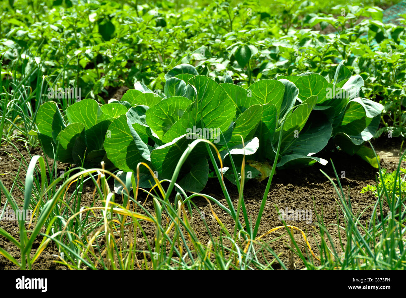 Choux cabus pointus Banque de photographies et d’images à haute ...