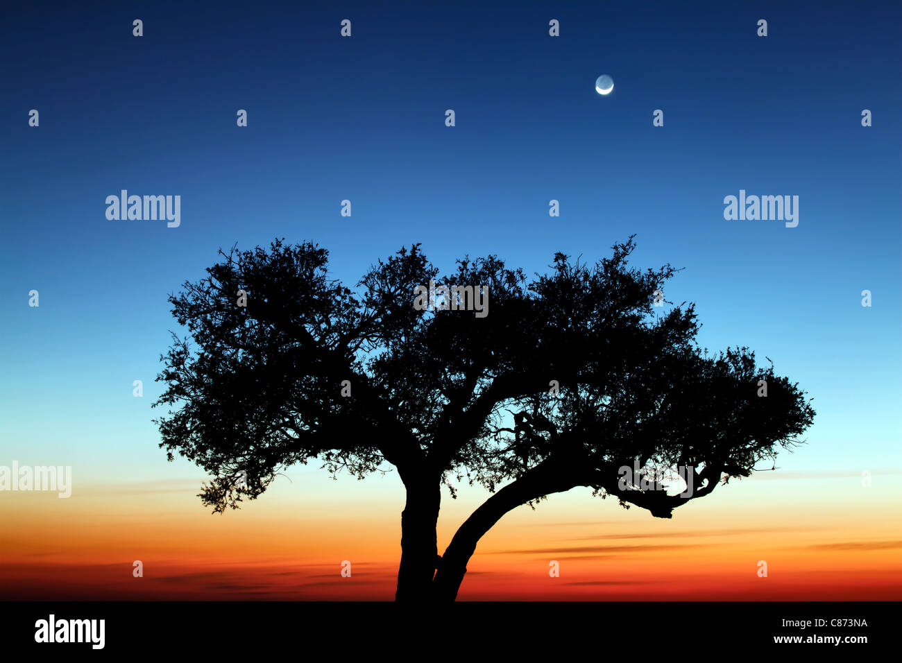 Arbre Avec Lune Au Coucher Du Soleil Banque d'image et photos - Alamy