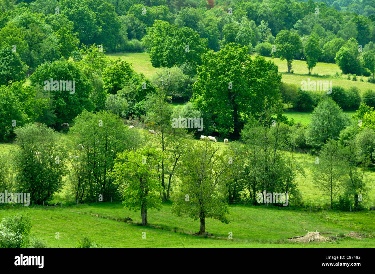 Bocage landscape with hedges and trees Banque de photographies et d ...