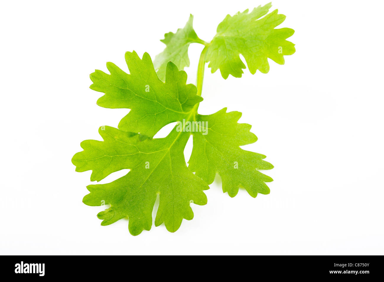 Feuille de coriandre Banque de photographies et d’images à haute ...