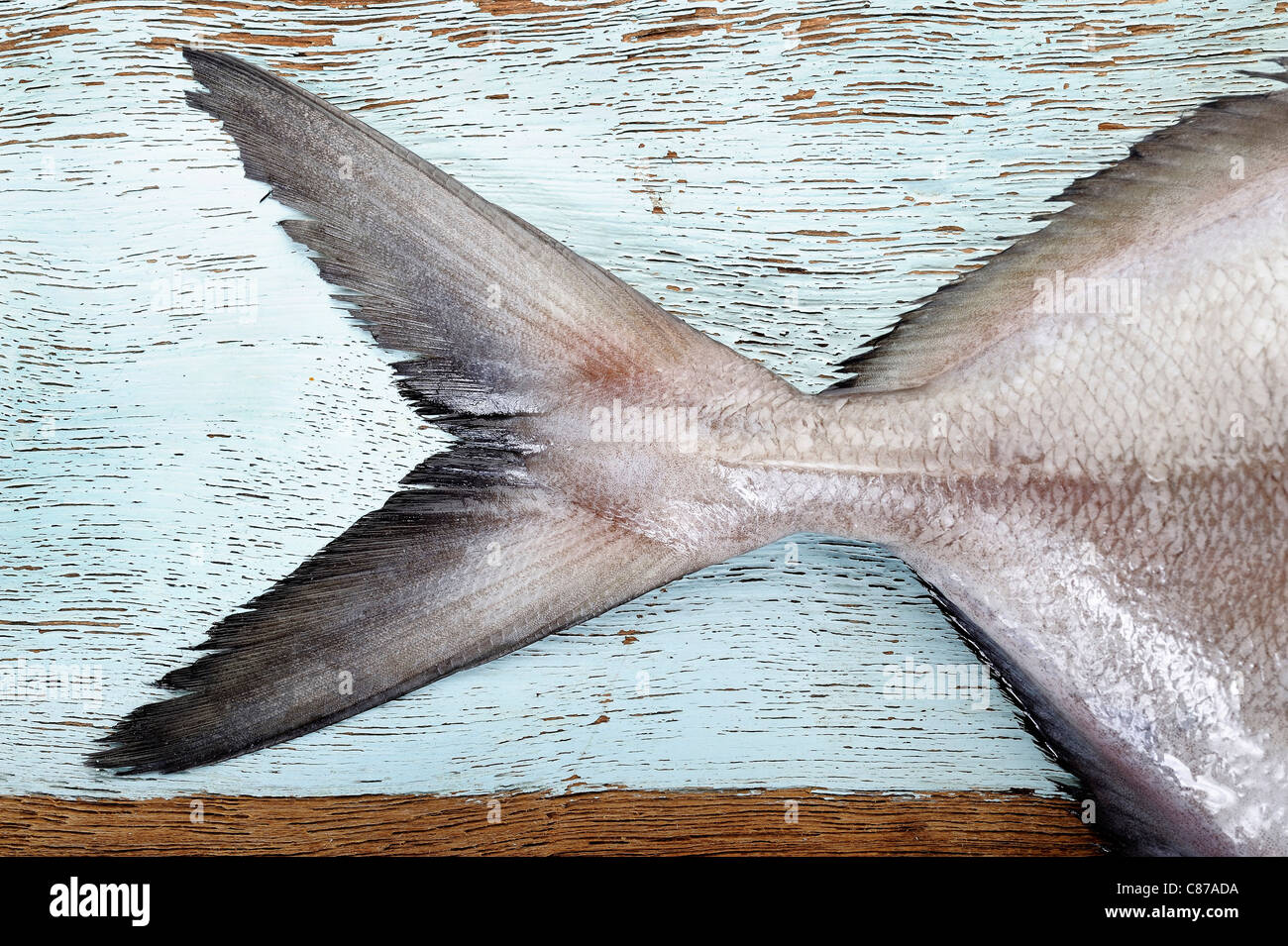 Poisson de queue Banque de photographies et d’images à haute résolution ...