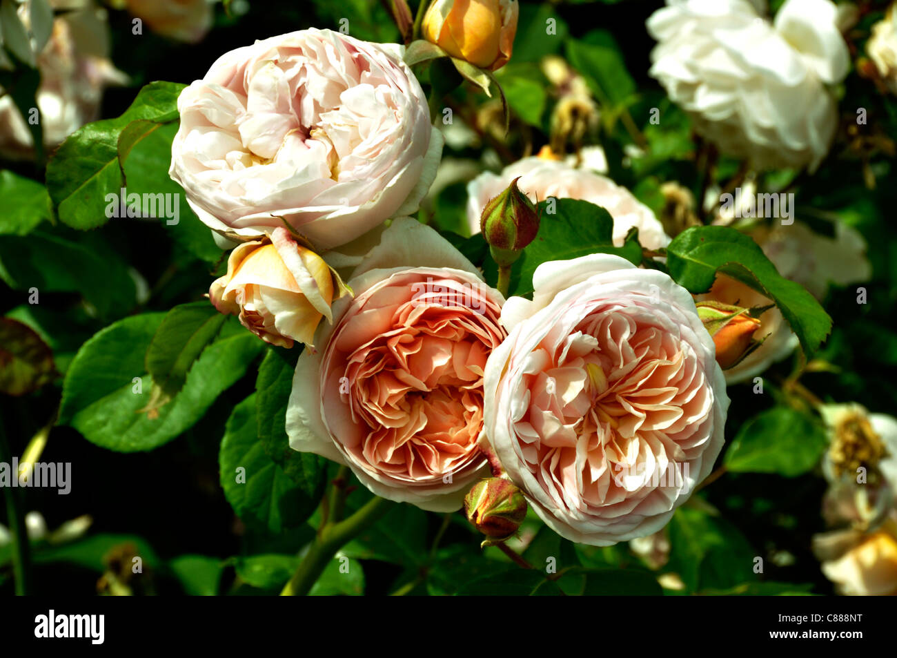 Rosa sweet juliet rose Banque de photographies et d’images à haute ...