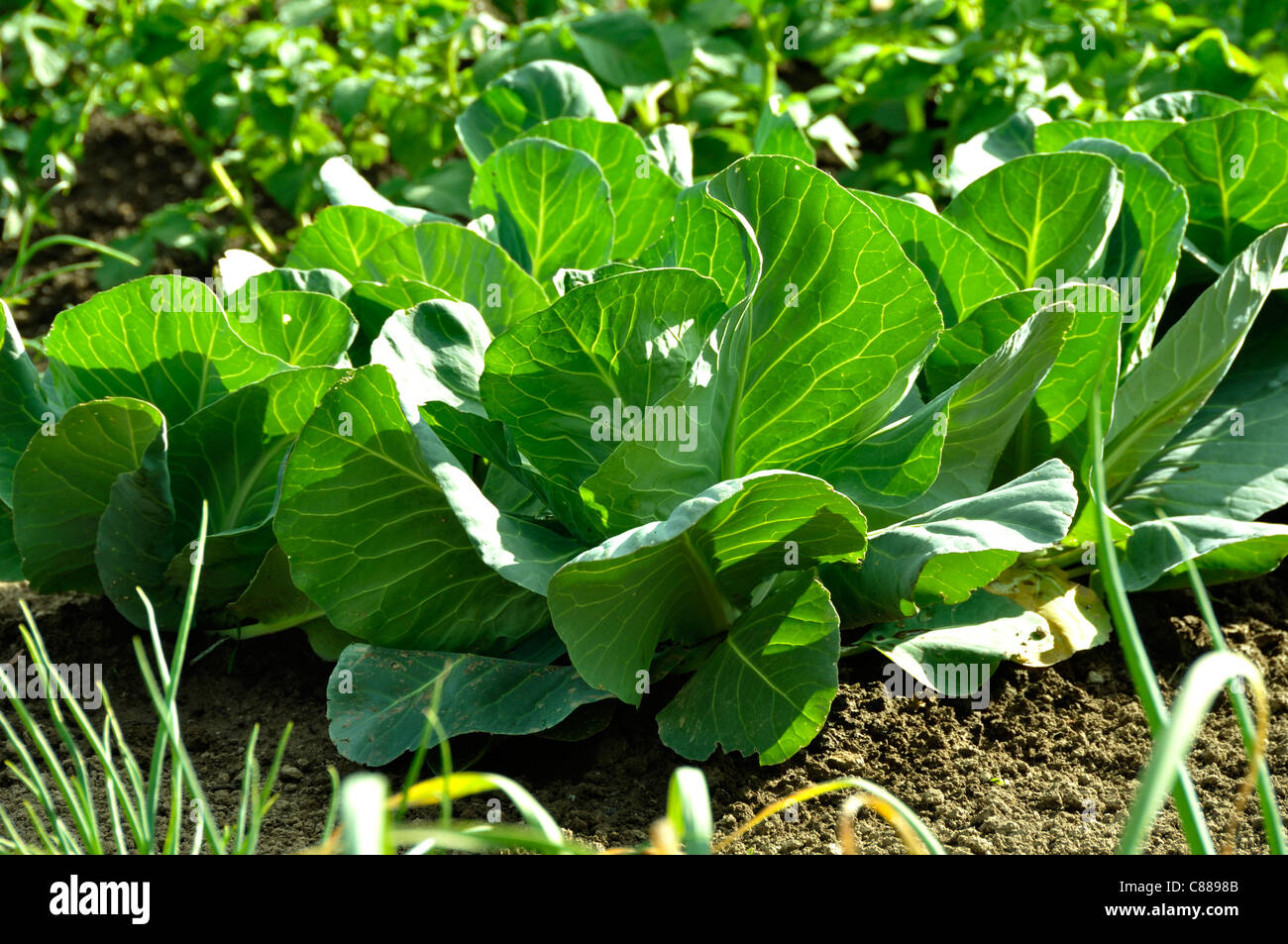 Choux cabus pointus Banque de photographies et d’images à haute ...