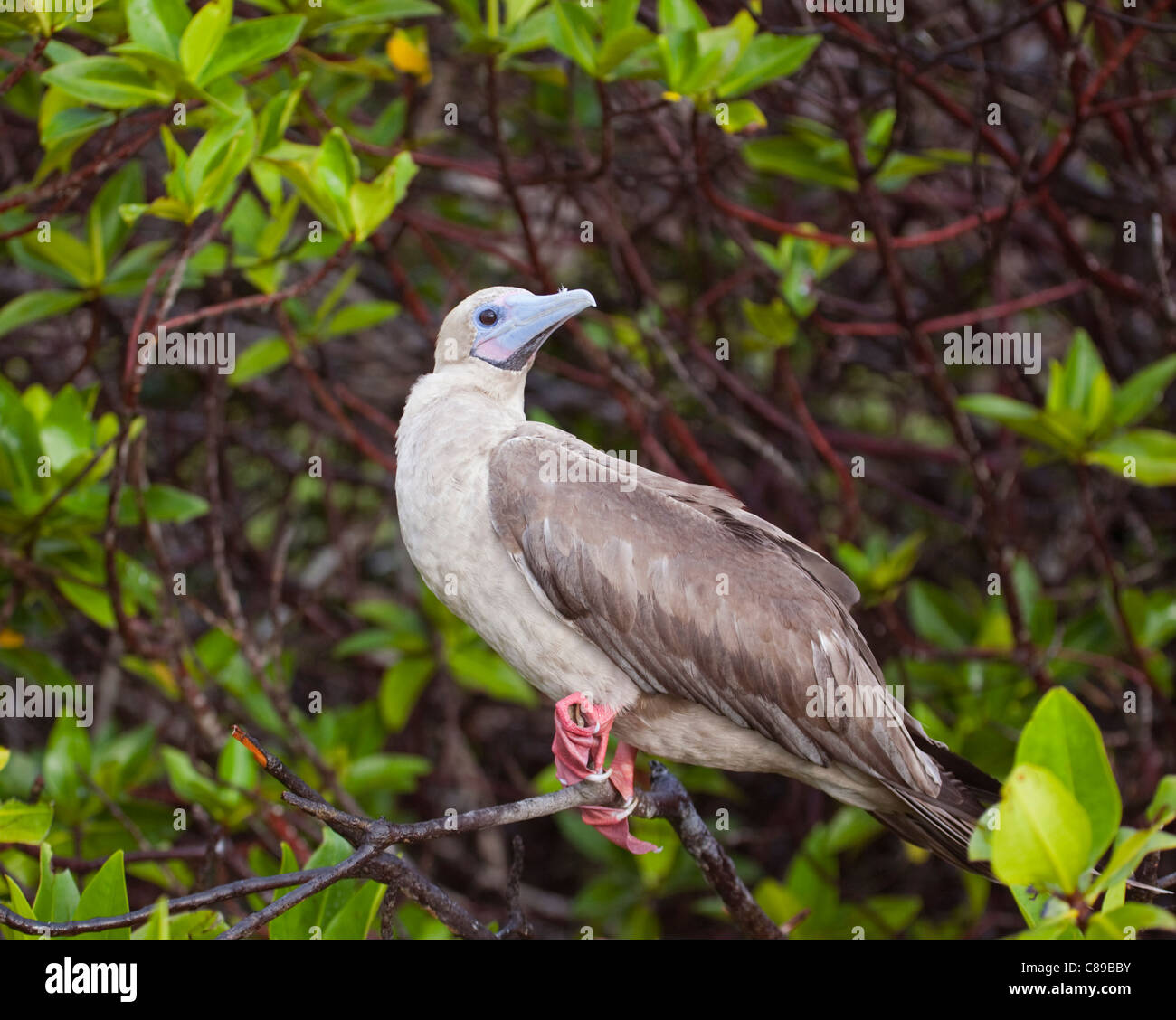 Sula sula aux pieds rouges dans la mangrove rouge Banque de ...