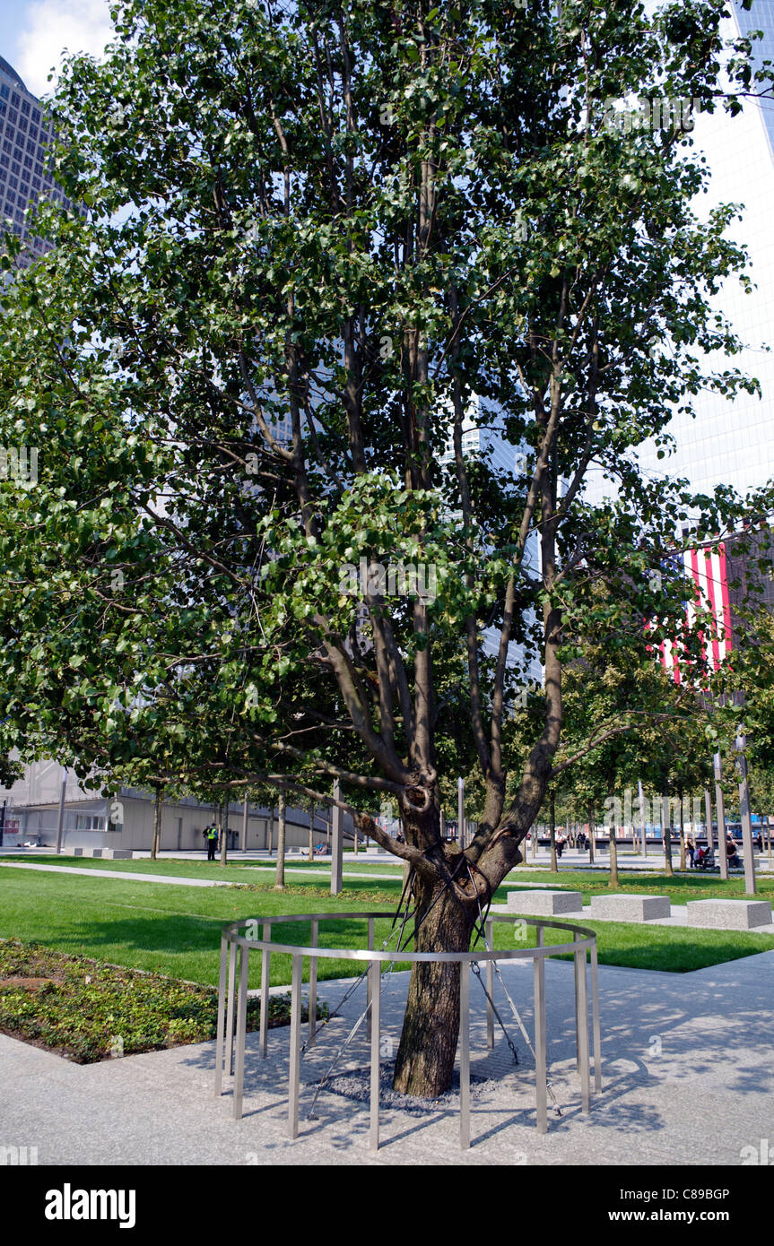 Survivor Tree World Trade Center Banque d'image et photos - Alamy