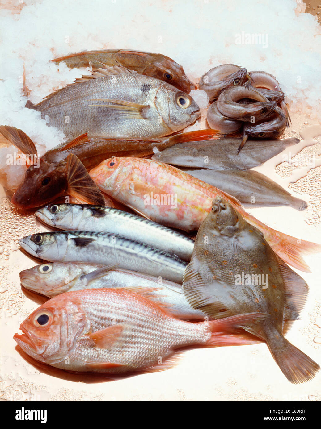 Poisson grondin gris Banque de photographies et d’images à haute ...