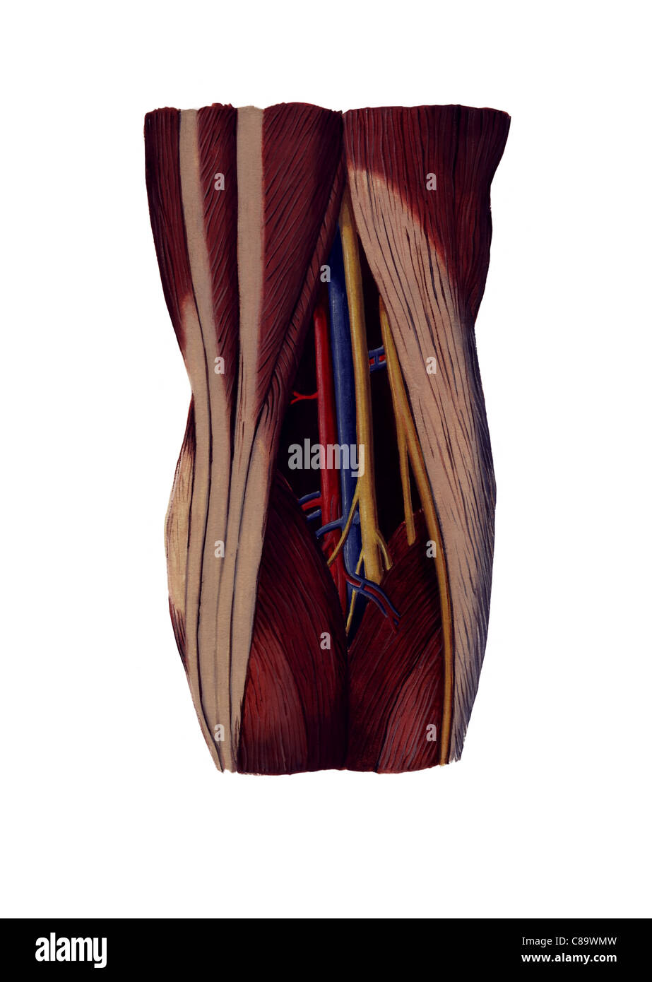 Popliteal fossa Banque de photographies et d’images à haute résolution ...