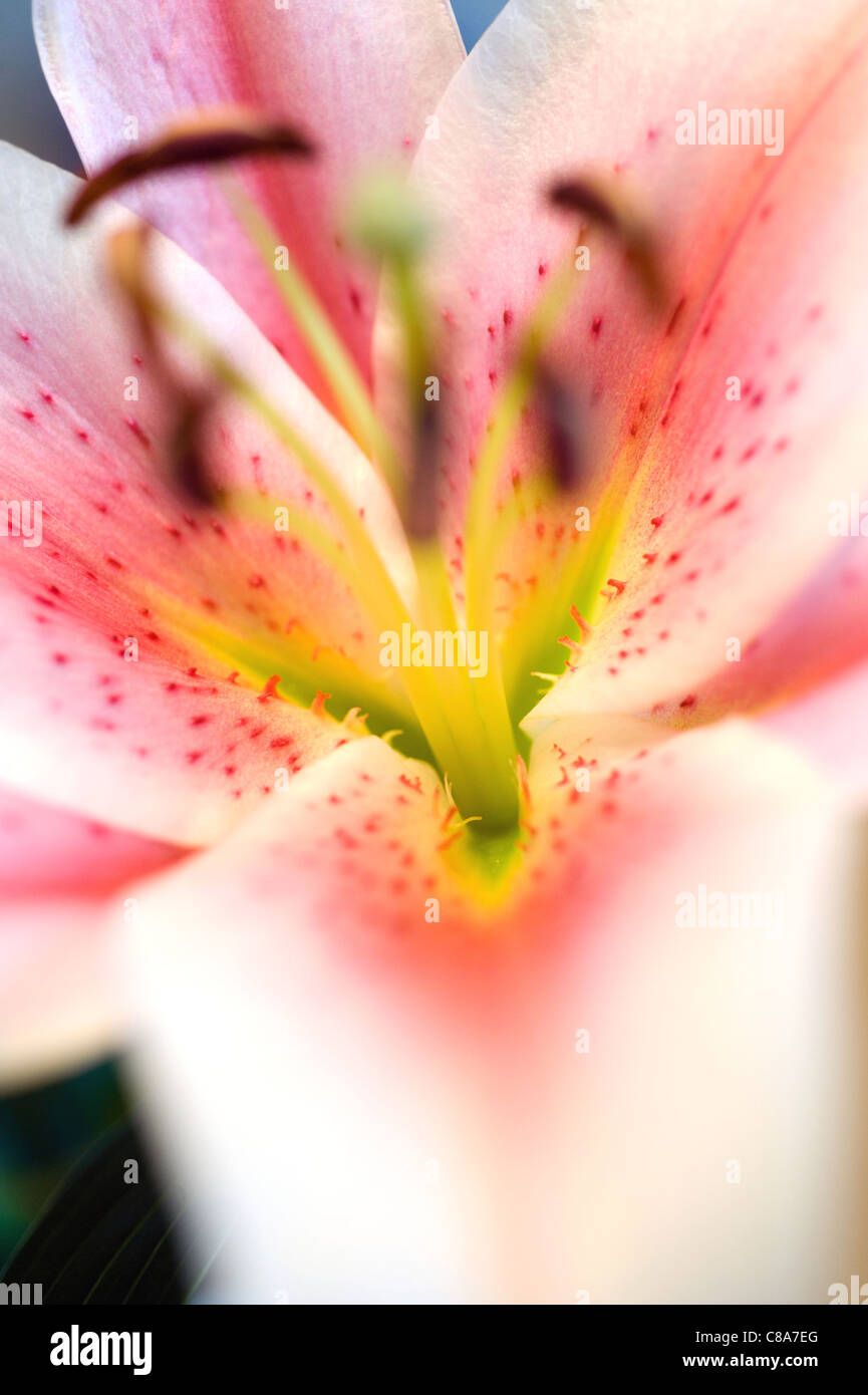 Lilly plant Banque de photographies et d’images à haute résolution - Alamy