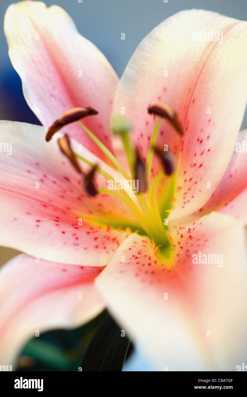 Fleur de lilly Banque de photographies et d’images à haute résolution ...