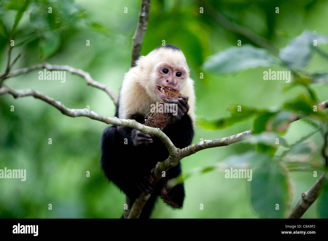 Singes capucins Banque de photographies et d’images à haute résolution ...