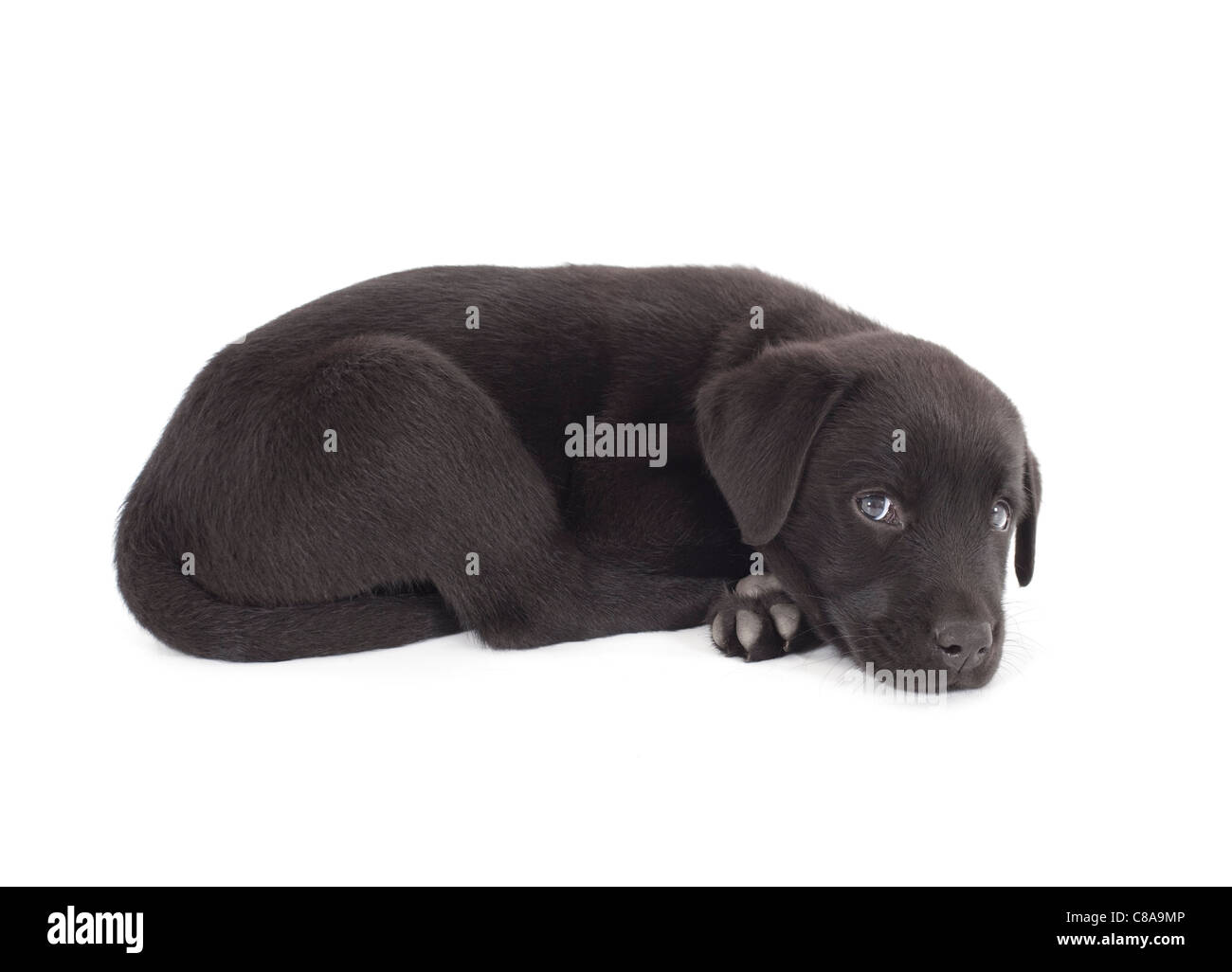 Jolis chiots en noir et blanc Banque d'images détourées - Alamy