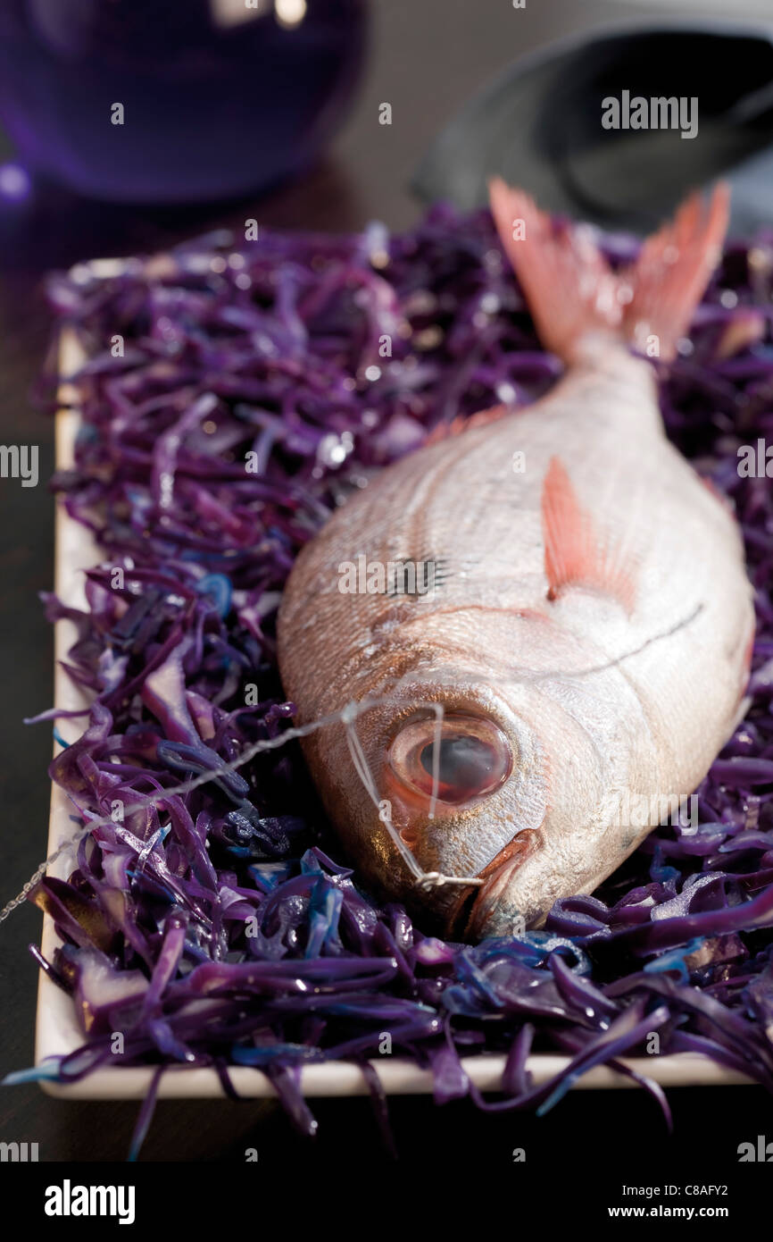 Dorade rouge Banque de photographies et d’images à haute résolution - Alamy