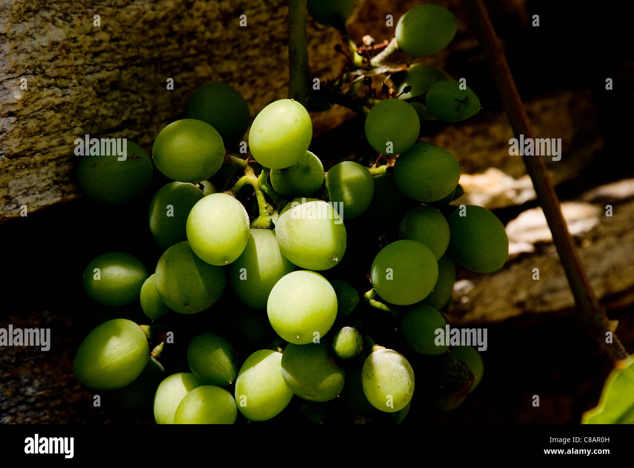 Raisin vert Banque de photographies et d’images à haute résolution - Alamy