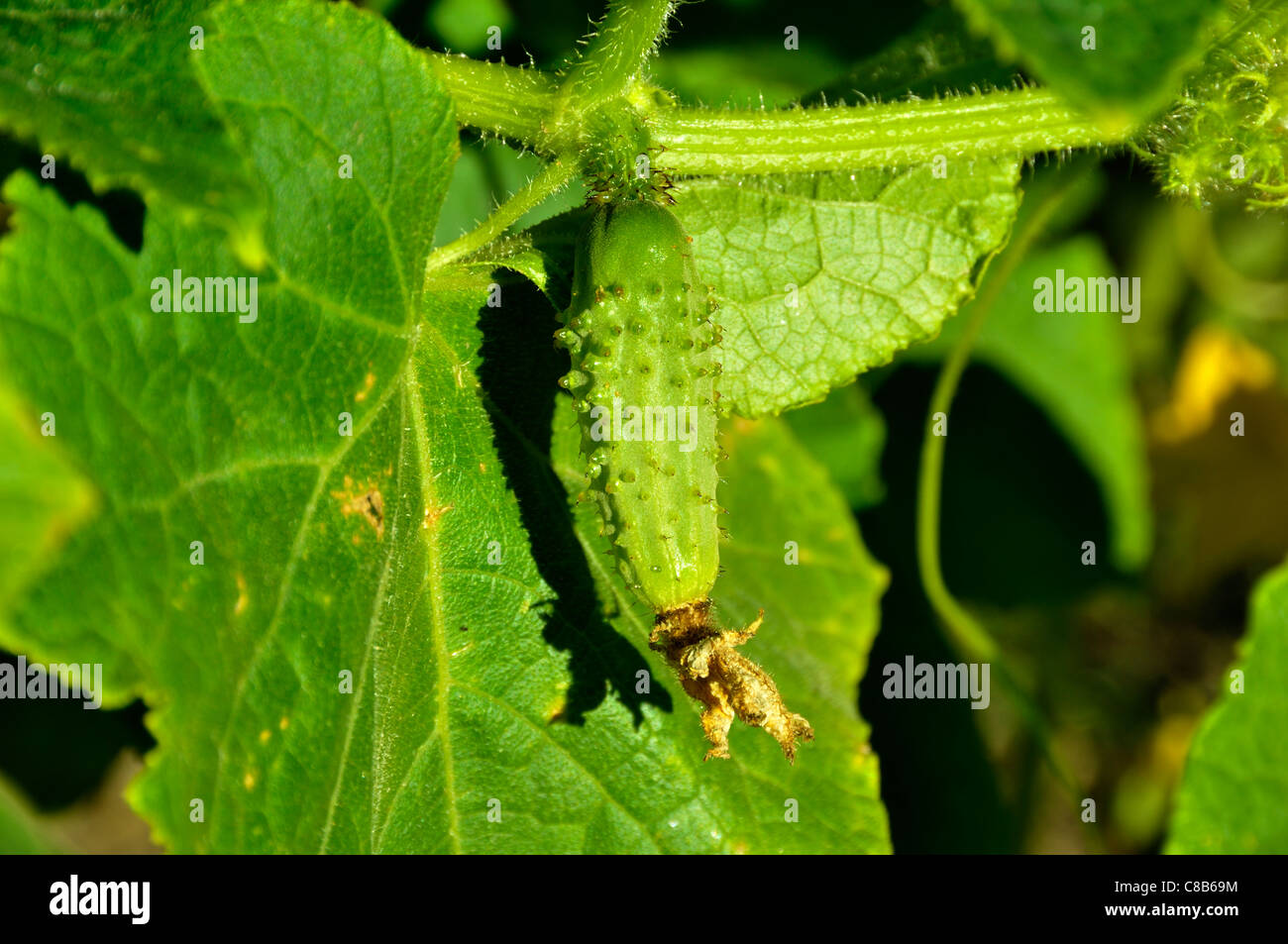 Mini concombre, variété : 'Petit de Paris', Cucumis sativus Photo Stock ...