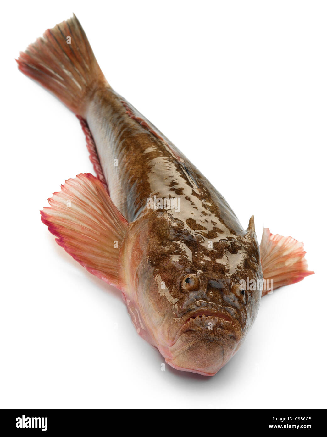 Rat fish Banque de photographies et d’images à haute résolution - Alamy