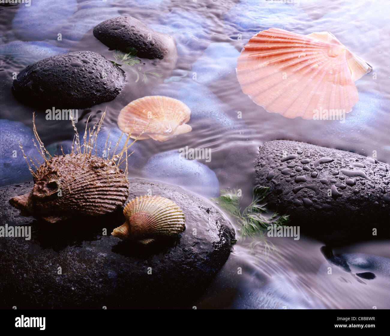 Pétoncle pétoncle Banque de photographies et d’images à haute ...