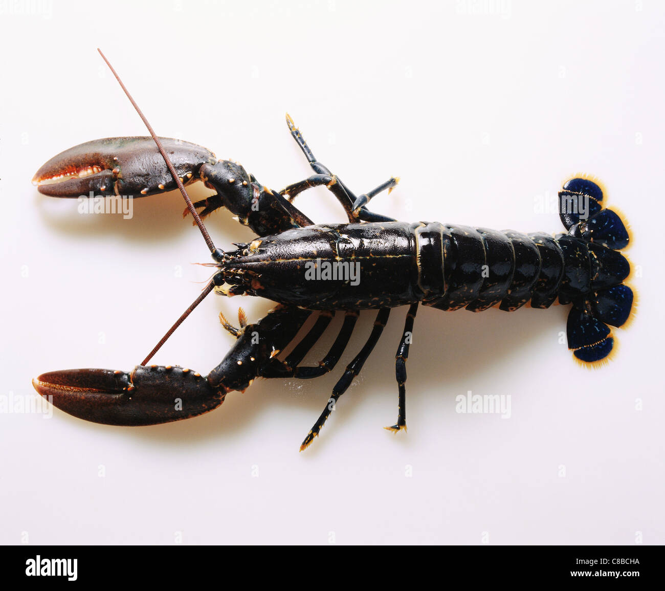 Homard cru Banque de photographies et d’images à haute résolution - Alamy