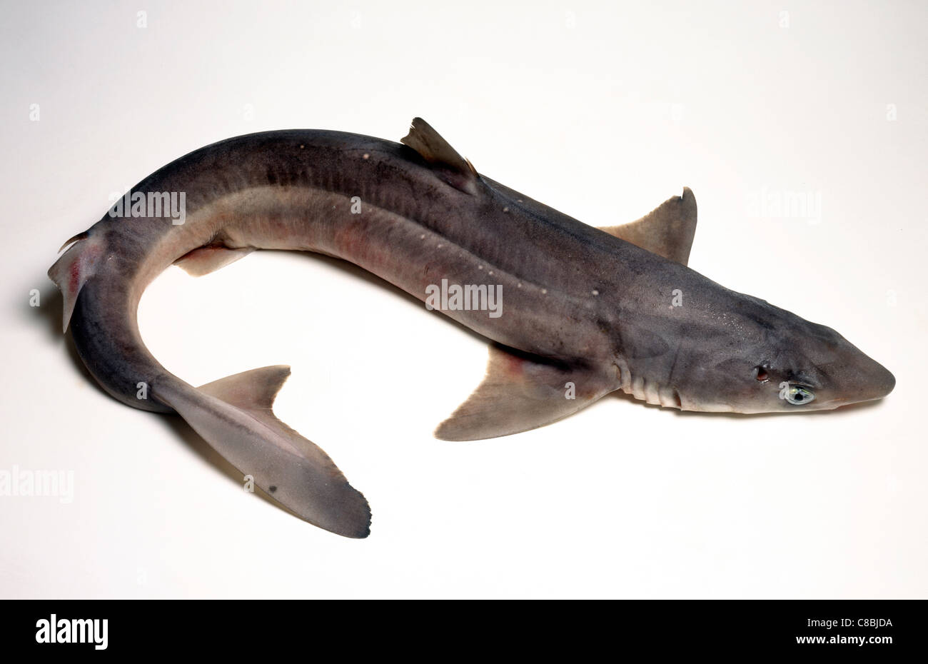 Requin chien de chasse Banque de photographies et d’images à haute ...