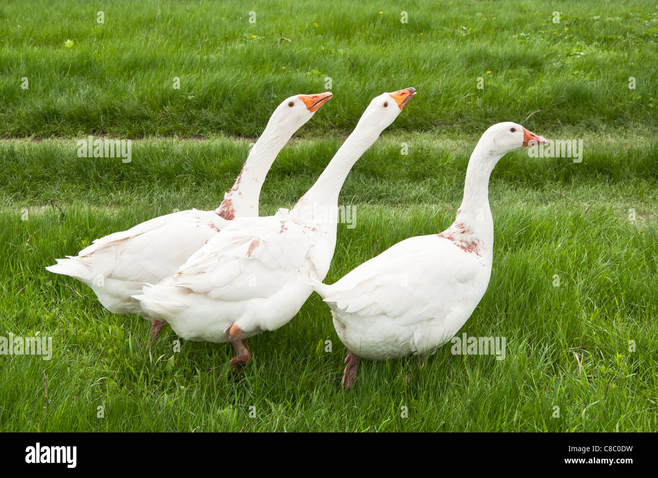 Trois oies Banque de photographies et d’images à haute résolution - Alamy