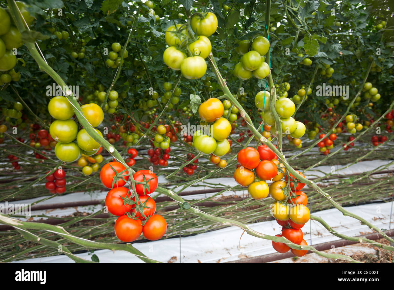 En Bretagne, une culture intensive de la tomate (Solanum lycopersicum ...