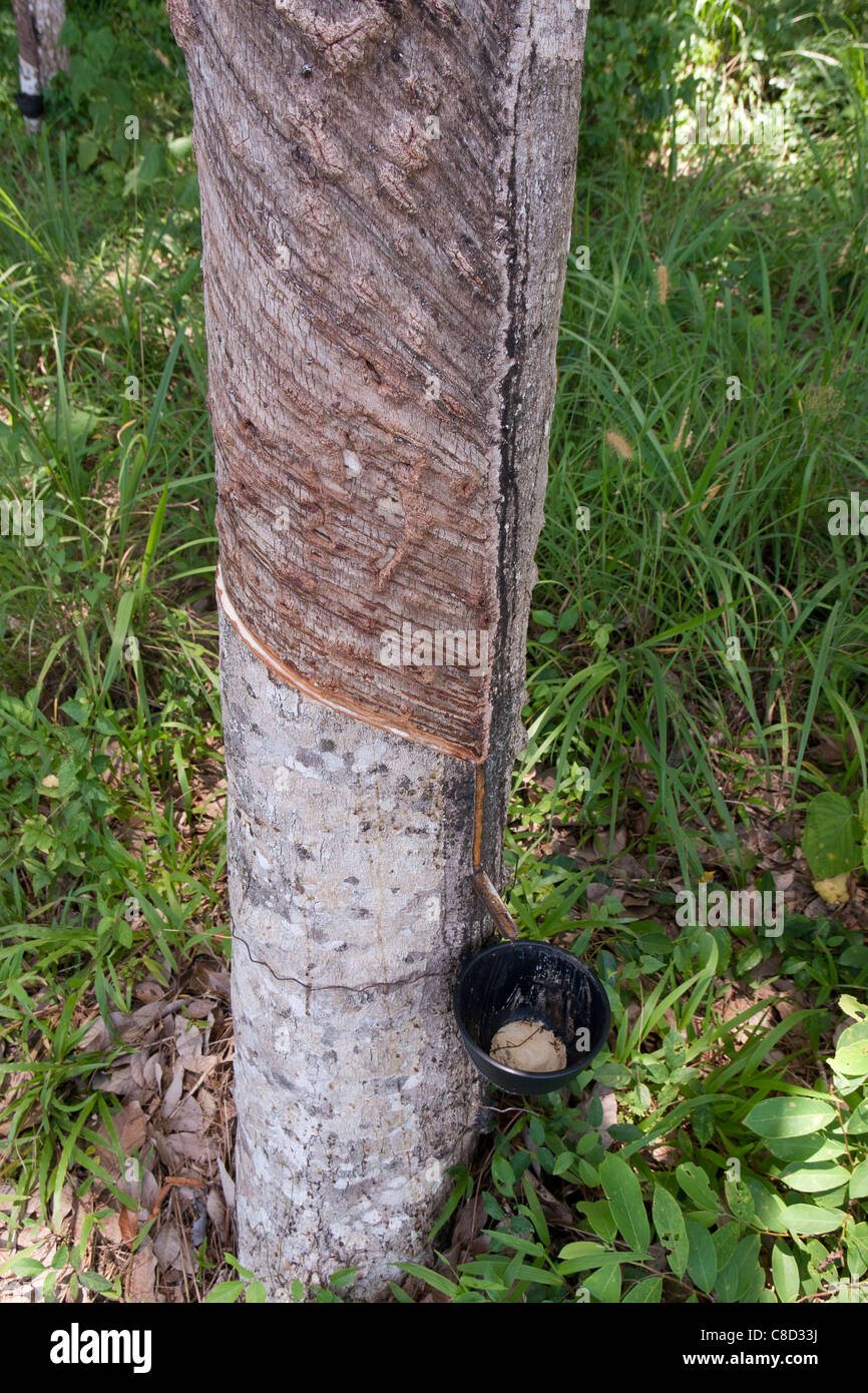 Caoutchouc rubber Banque de photographies et d’images à haute résolution - Alamy
