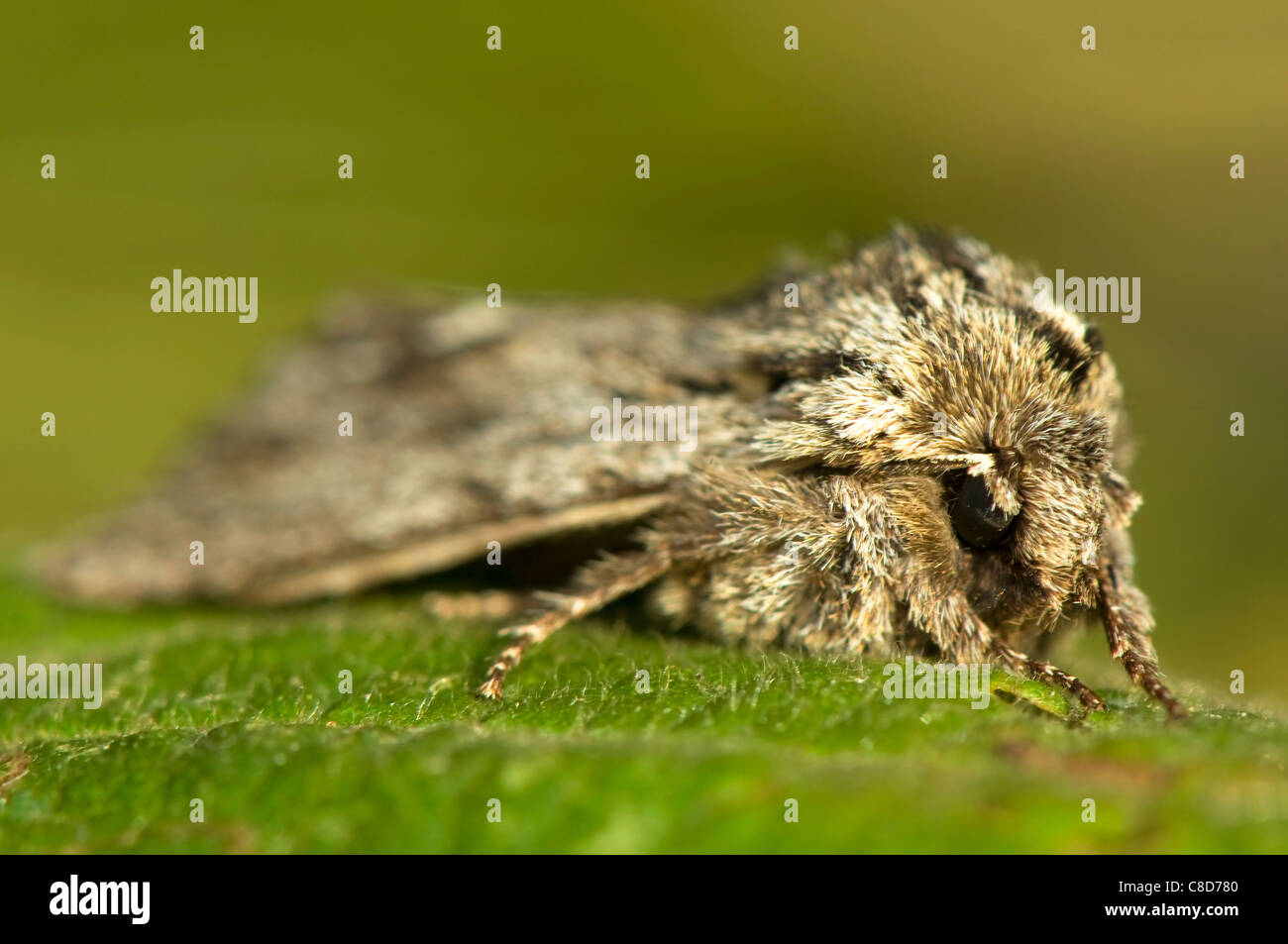 Asteroscopus sphinx Banque de photographies et d’images à haute ...