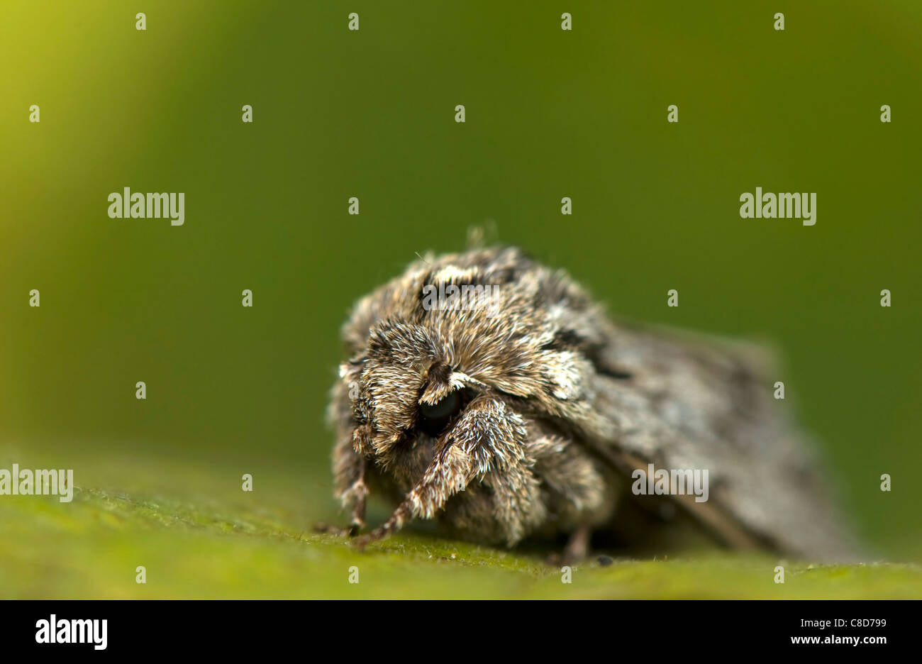 Asteroscopus sphinx Banque de photographies et d’images à haute ...