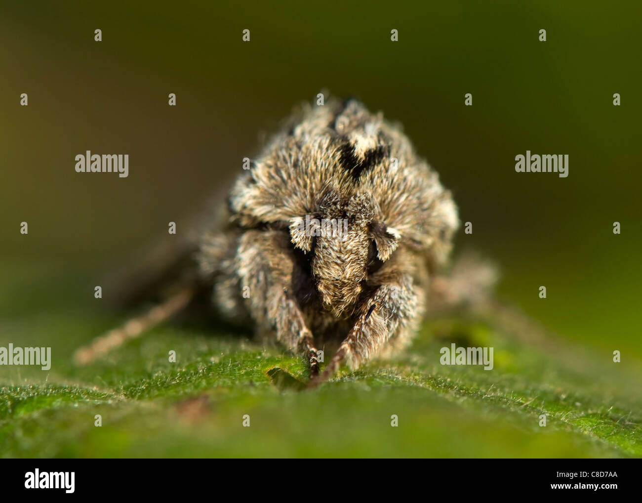Asteroscopus sphinx Banque de photographies et d’images à haute ...
