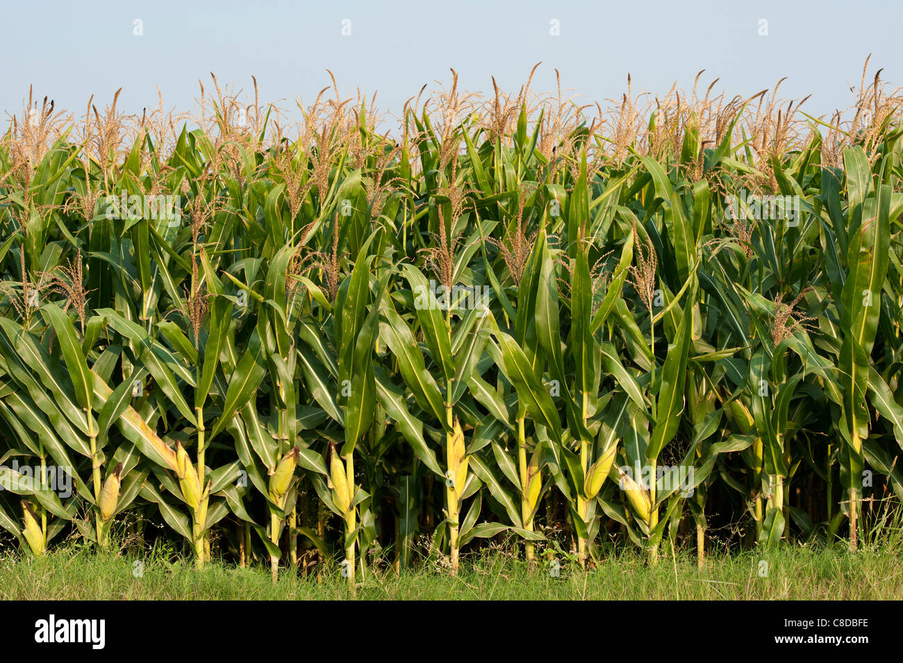 Le mais ou mais zea mays Banque de photographies et d’images à haute ...