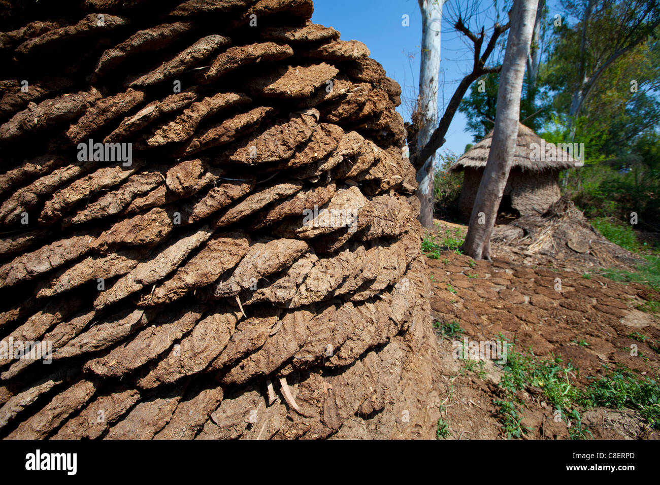 Bouses de vache Banque de photographies et d’images à haute résolution ...