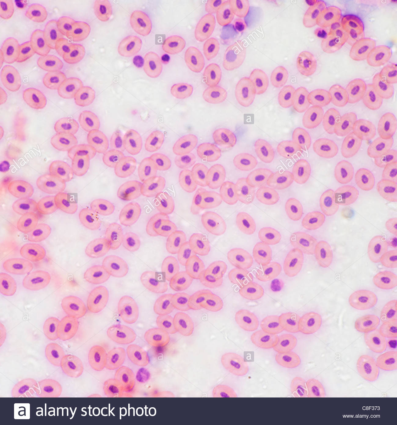 Blood Smear Micrograph Banque d'image et photos - Alamy