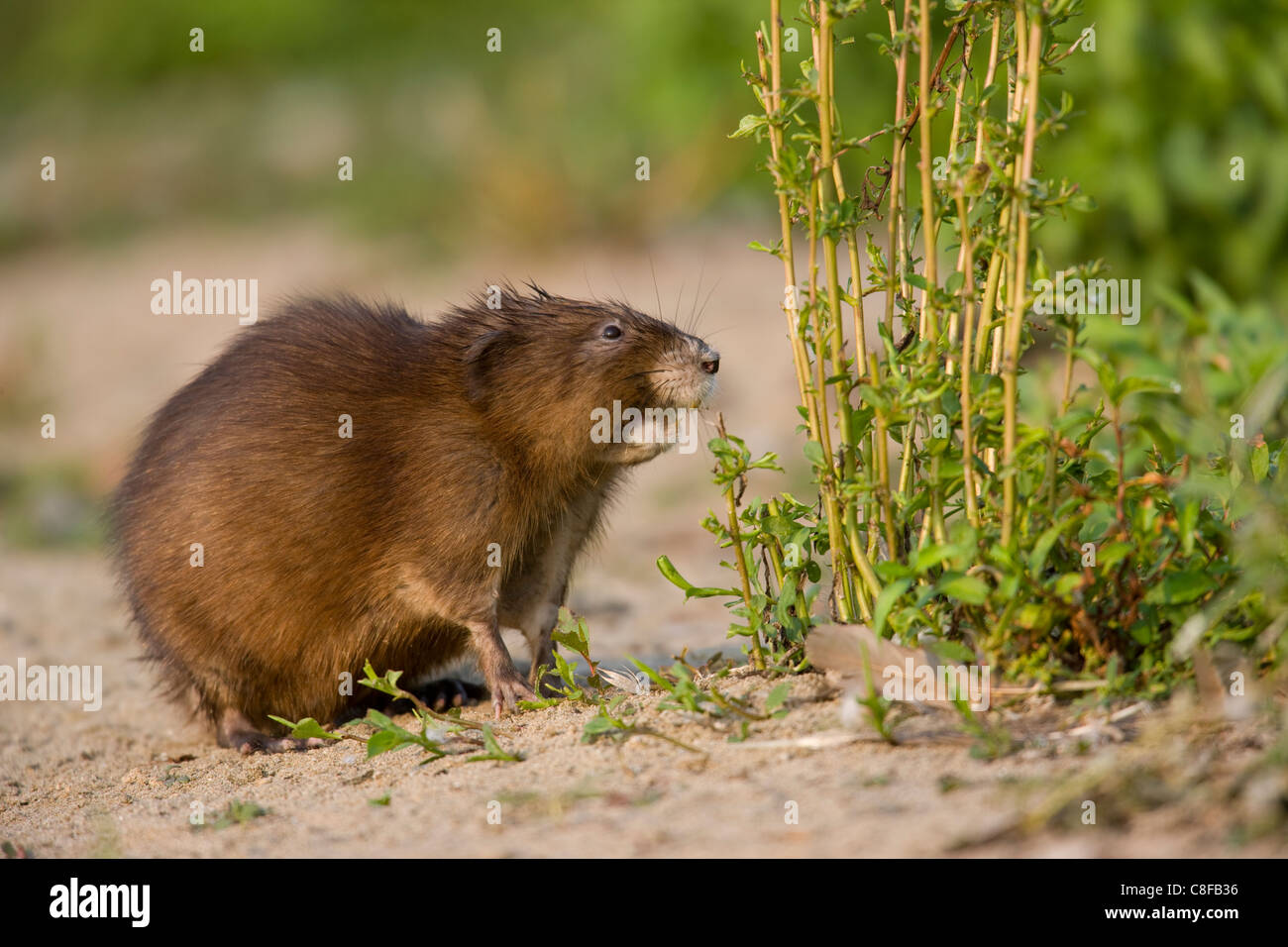 Rat musqué Banque de photographies et d’images à haute résolution - Alamy