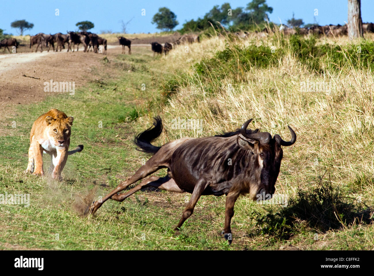 Lion hunting wildebeest Banque de photographies et d’images à haute résolution - Alamy