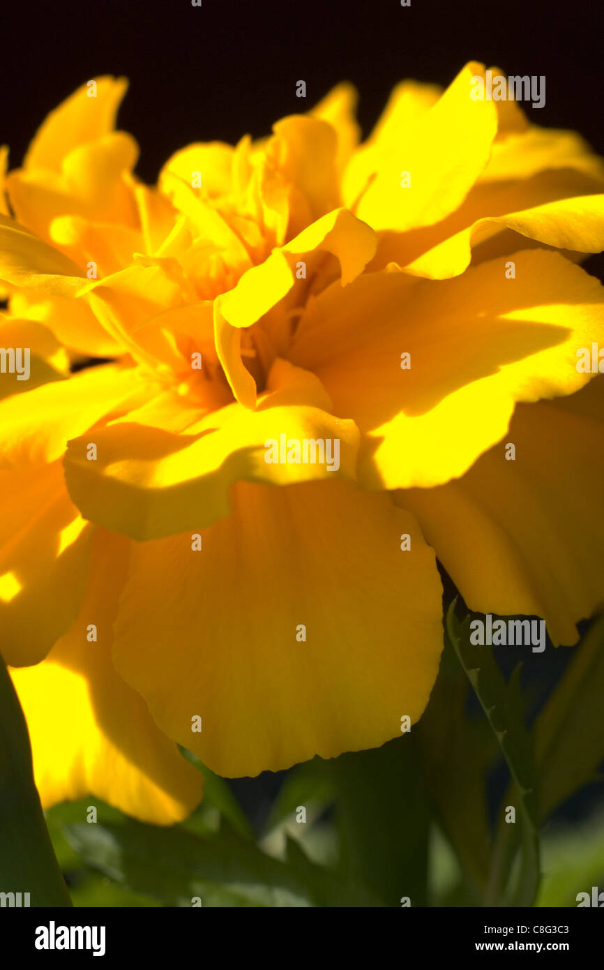 Fleur de calendula Photo Stock - Alamy