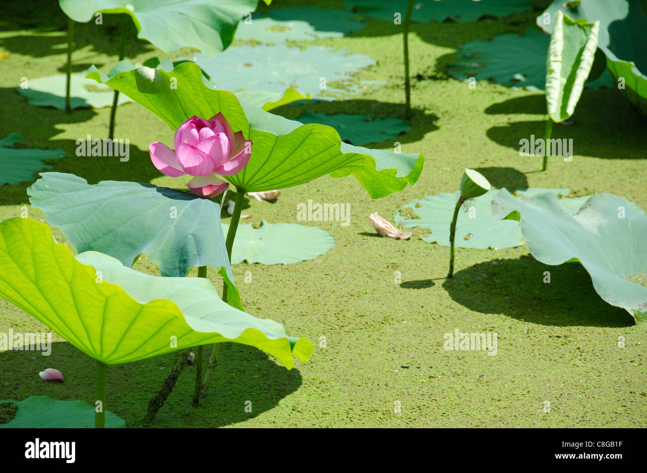 Fleur de lotus, Nelumbo nucifera, avec des feuilles de lotus vert dans ...