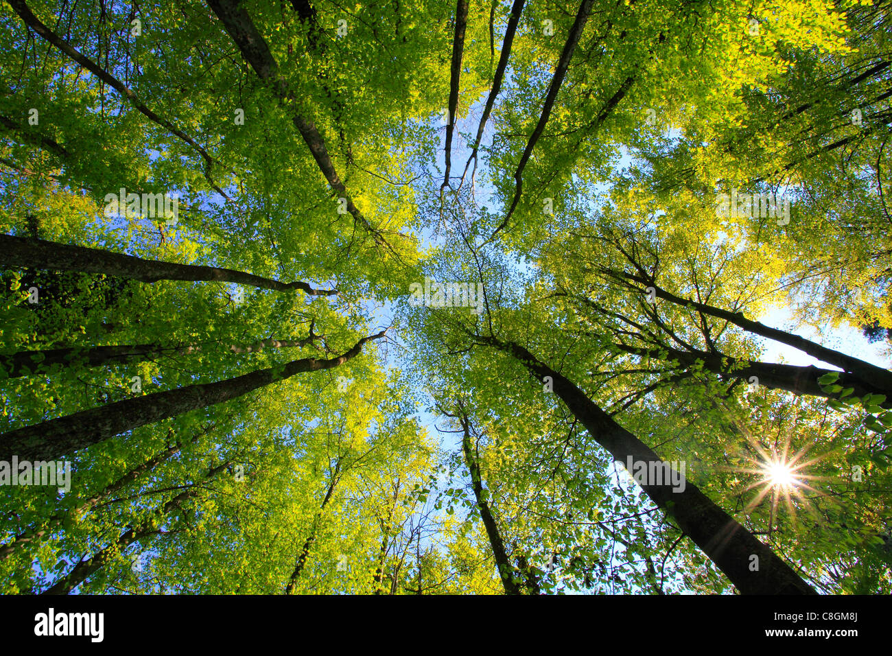 Arbre, tronc, feuilles, feuilles, bois, arbres, Fagus sylvaticia L ...