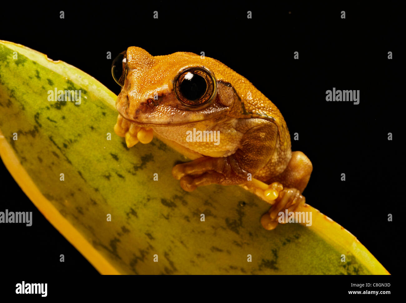 Grenouille aux grands yeux Banque de photographies et d’images à haute ...