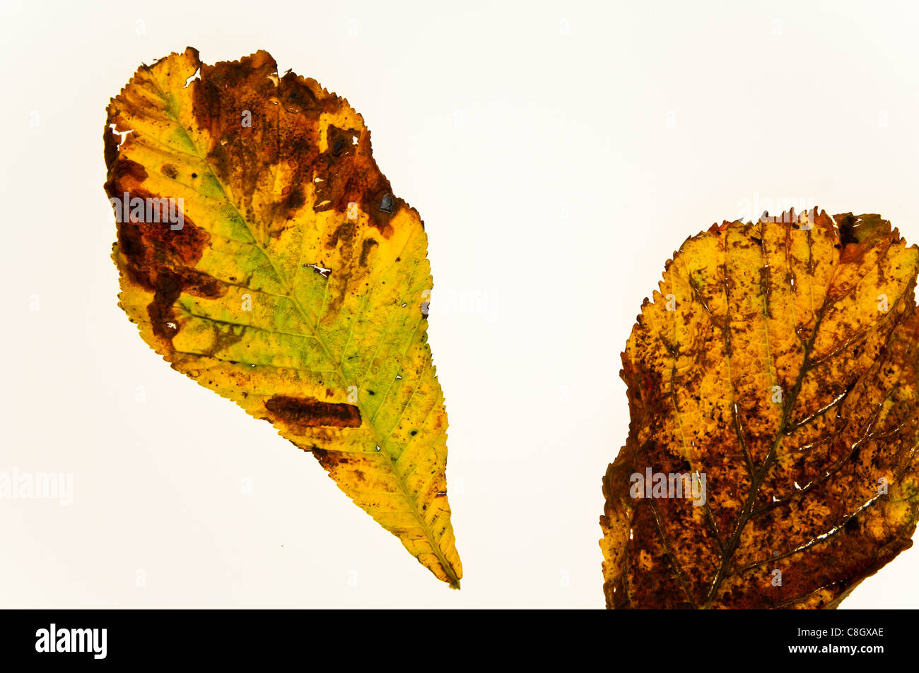 Feuille De Marronnier D'automne Banque d'image et photos - Alamy
