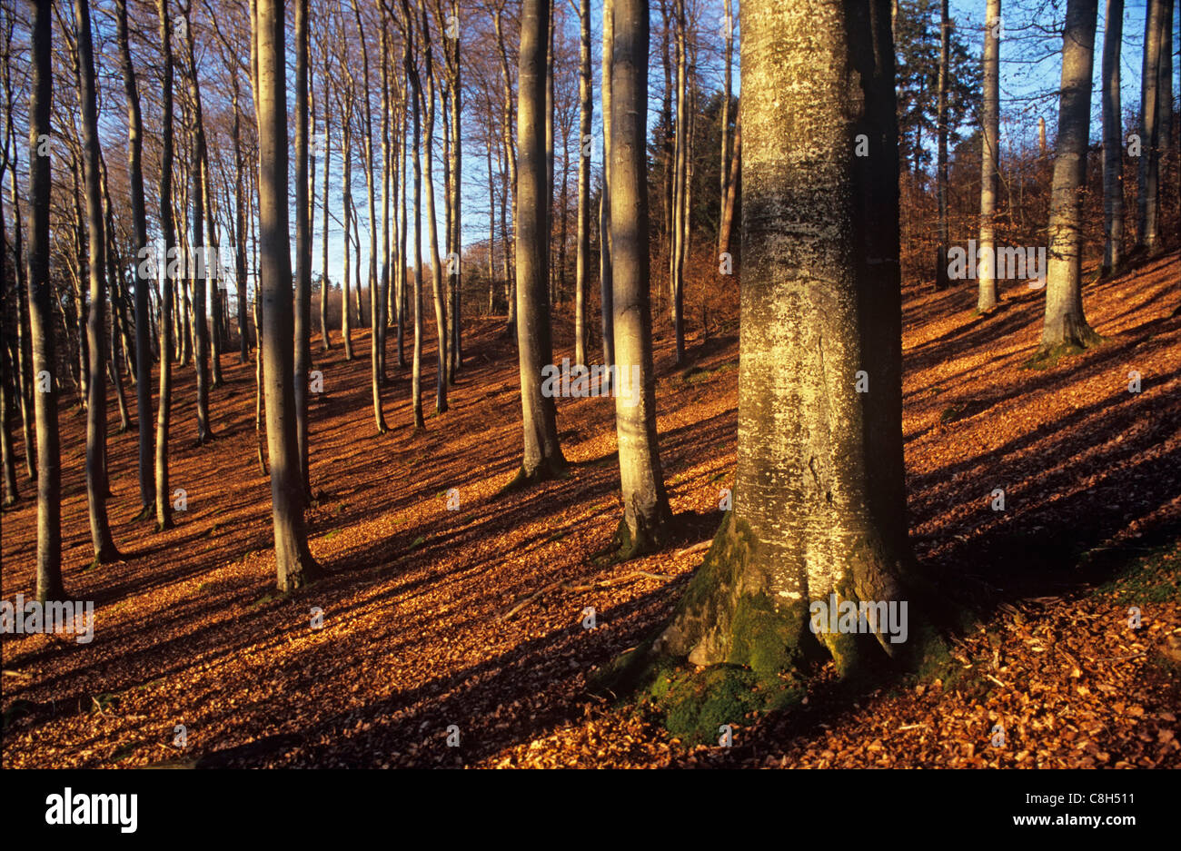 Burgdorf, Suisse, dans le canton de Berne, bois, forêt, hêtre ...