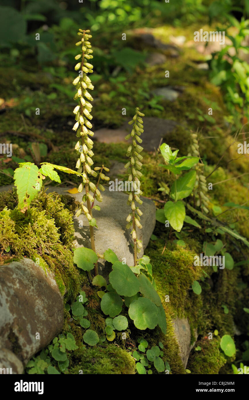 Ombilic rupestris Banque de photographies et d’images à haute ...