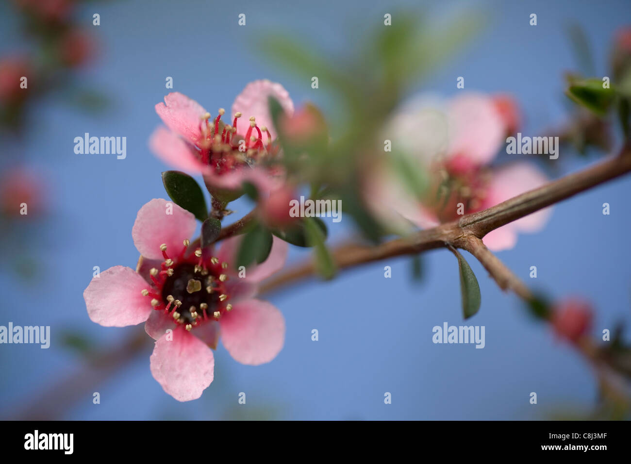 Manuka bush Banque de photographies et d’images à haute résolution - Alamy