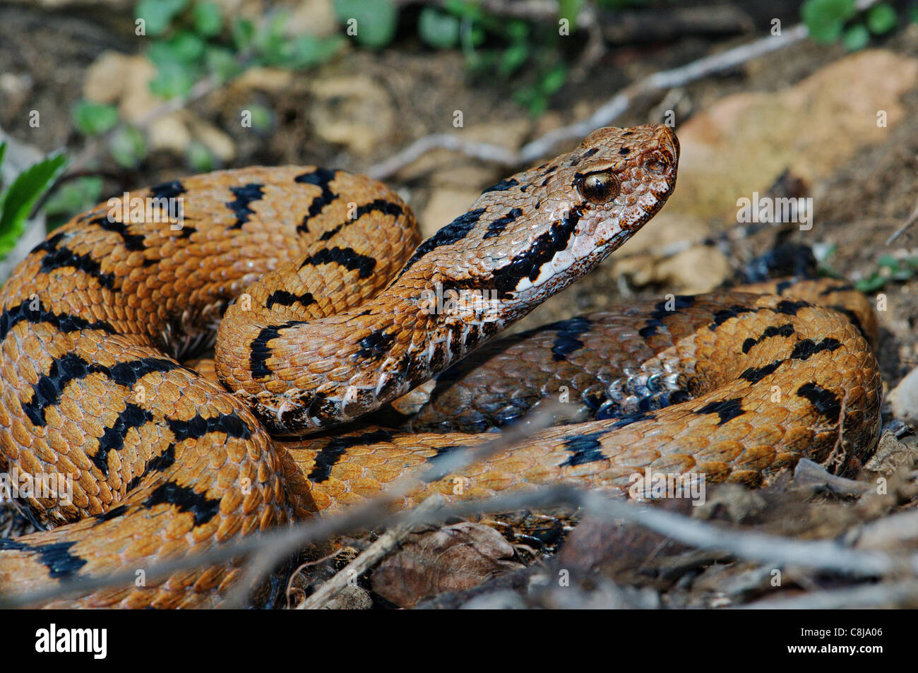 Viper, vipères, adder, additionneurs, vipère aspic, Vipera aspis a ...